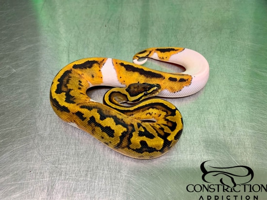Yellowbelly Pied 100% Het Hypo Ball Python by Constriction Addiction
