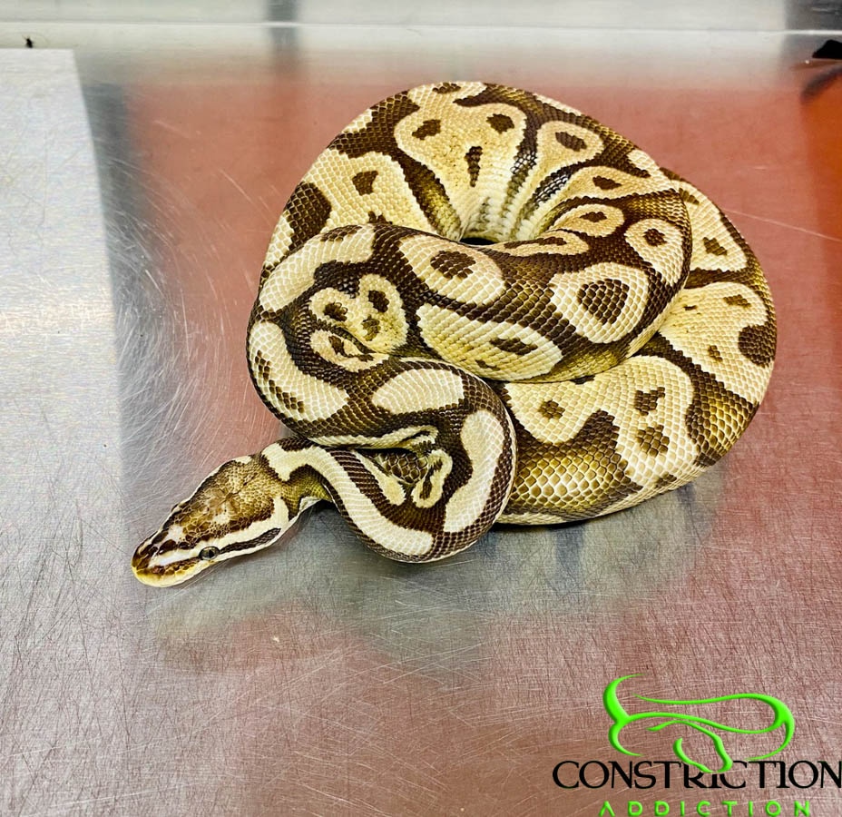 FireFly Scaleless Head Ball Python by Constriction Addiction - MorphMarket