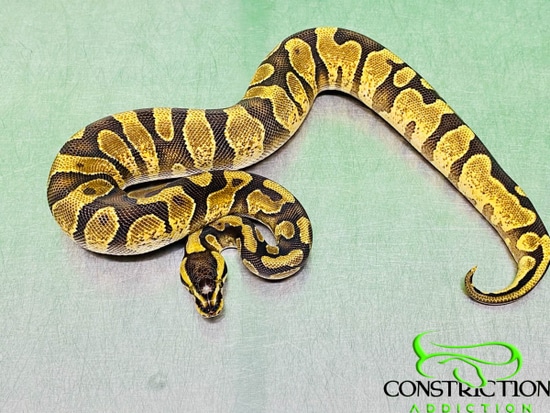 Enchi Yellowbelly Scaleless Head Ball Python by Constriction Addiction