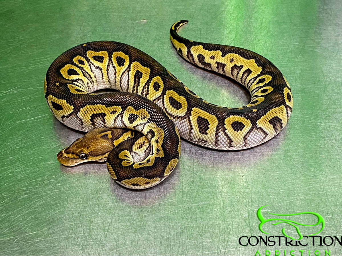 Mystic Clown Ball Python by Constriction Addiction - MorphMarket