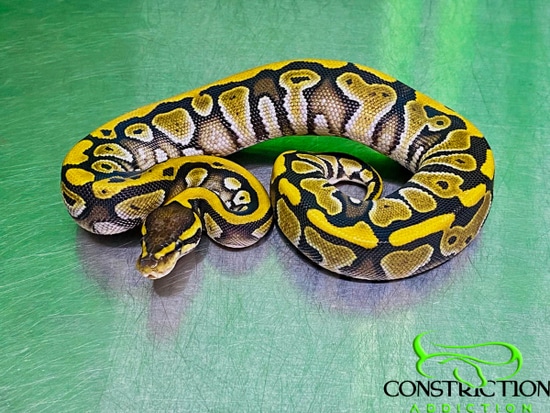Mystic Het Clown Ball Python by Constriction Addiction