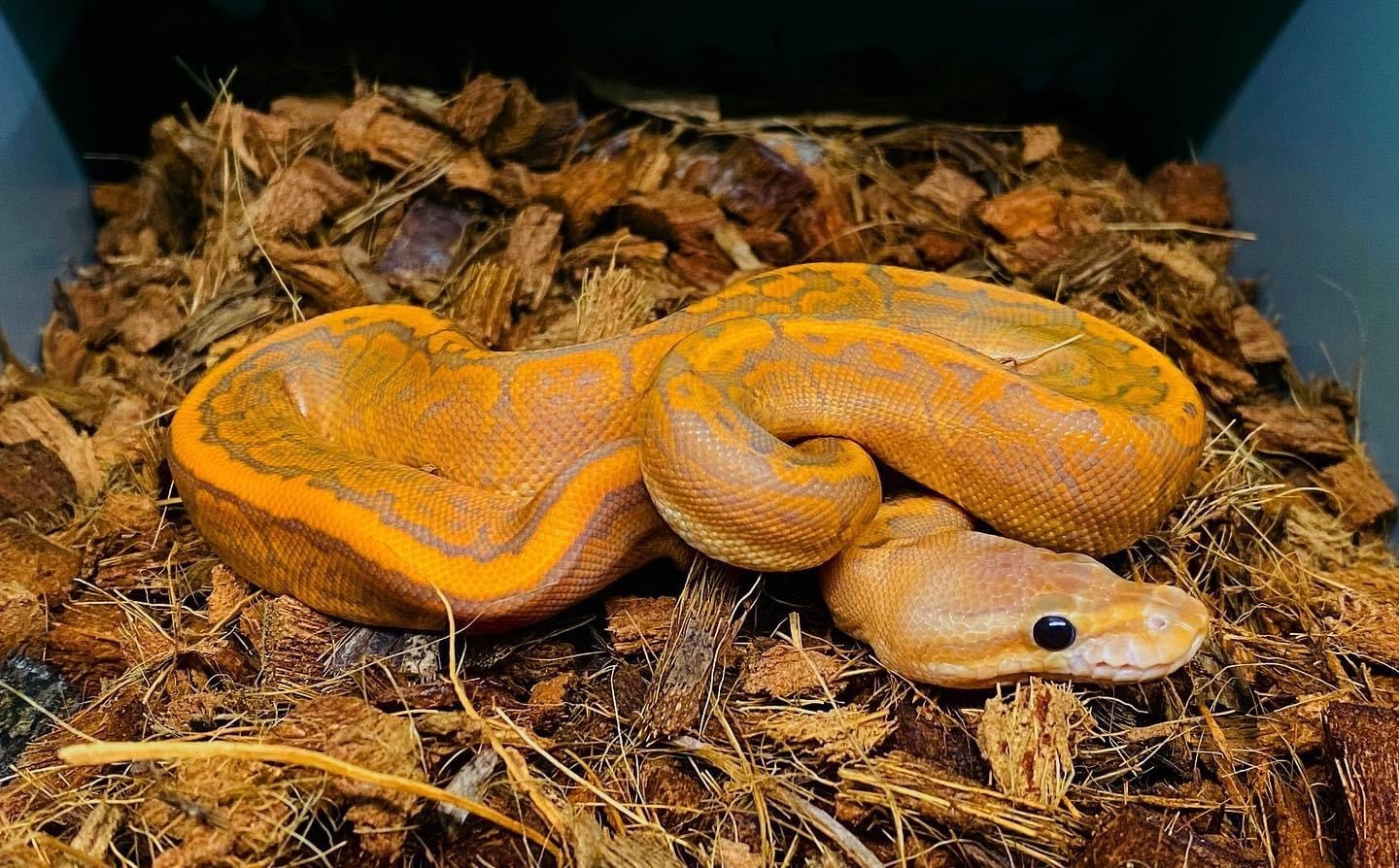 Black Pastel Pinstripe Ultramel Ball Python by Constriction Addiction ...