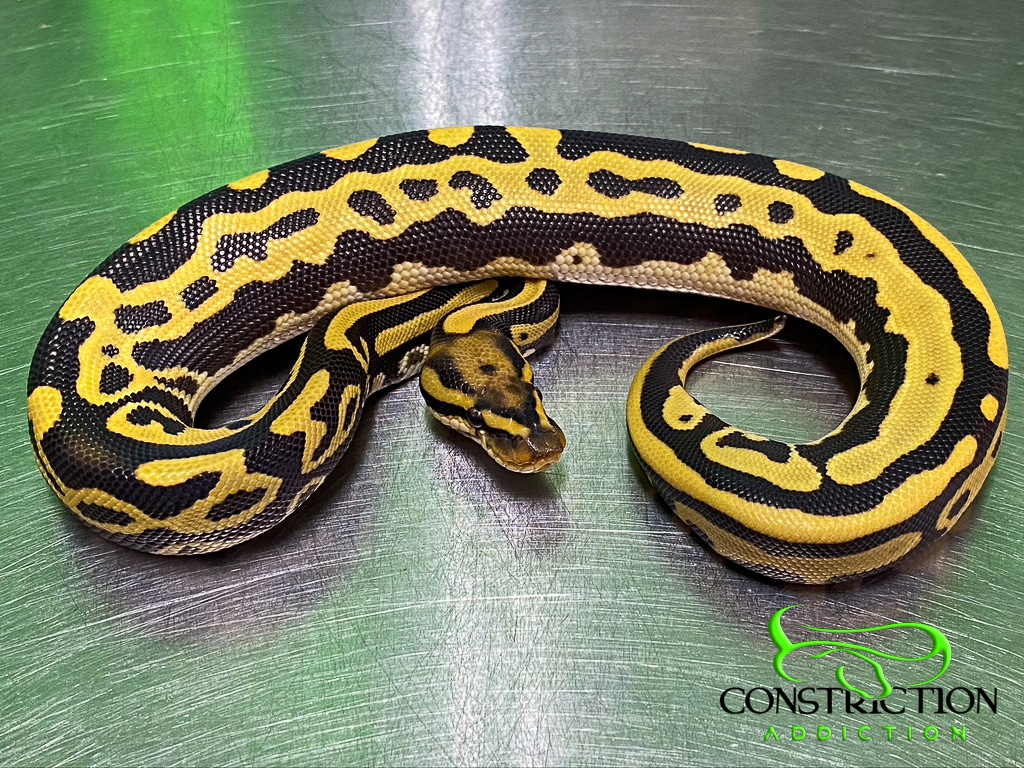 Desert Ghost Leopard Het Pied Ball Python by Constriction Addiction ...