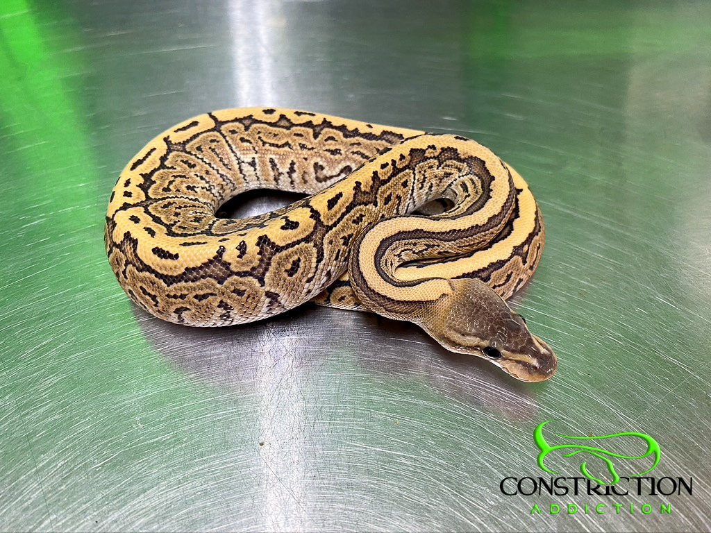 Desert Ghost Black Pastel Pinstripe Ball Python by Constriction ...