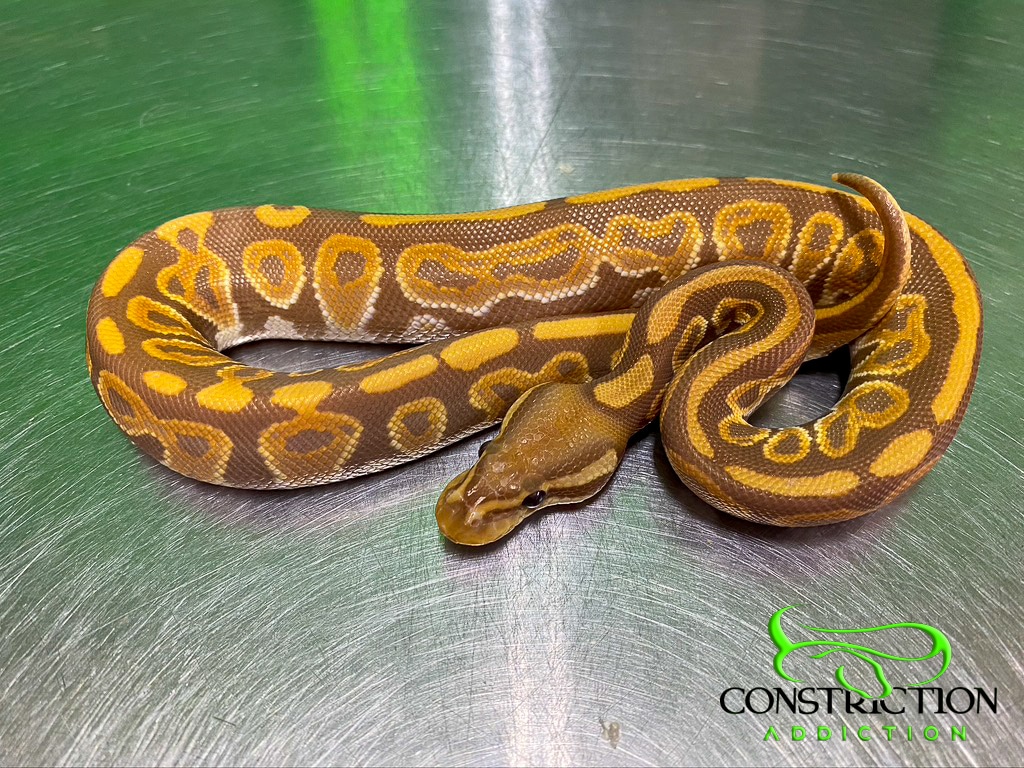 Black Pastel Ultramel Ball Python by Constriction Addiction - MorphMarket