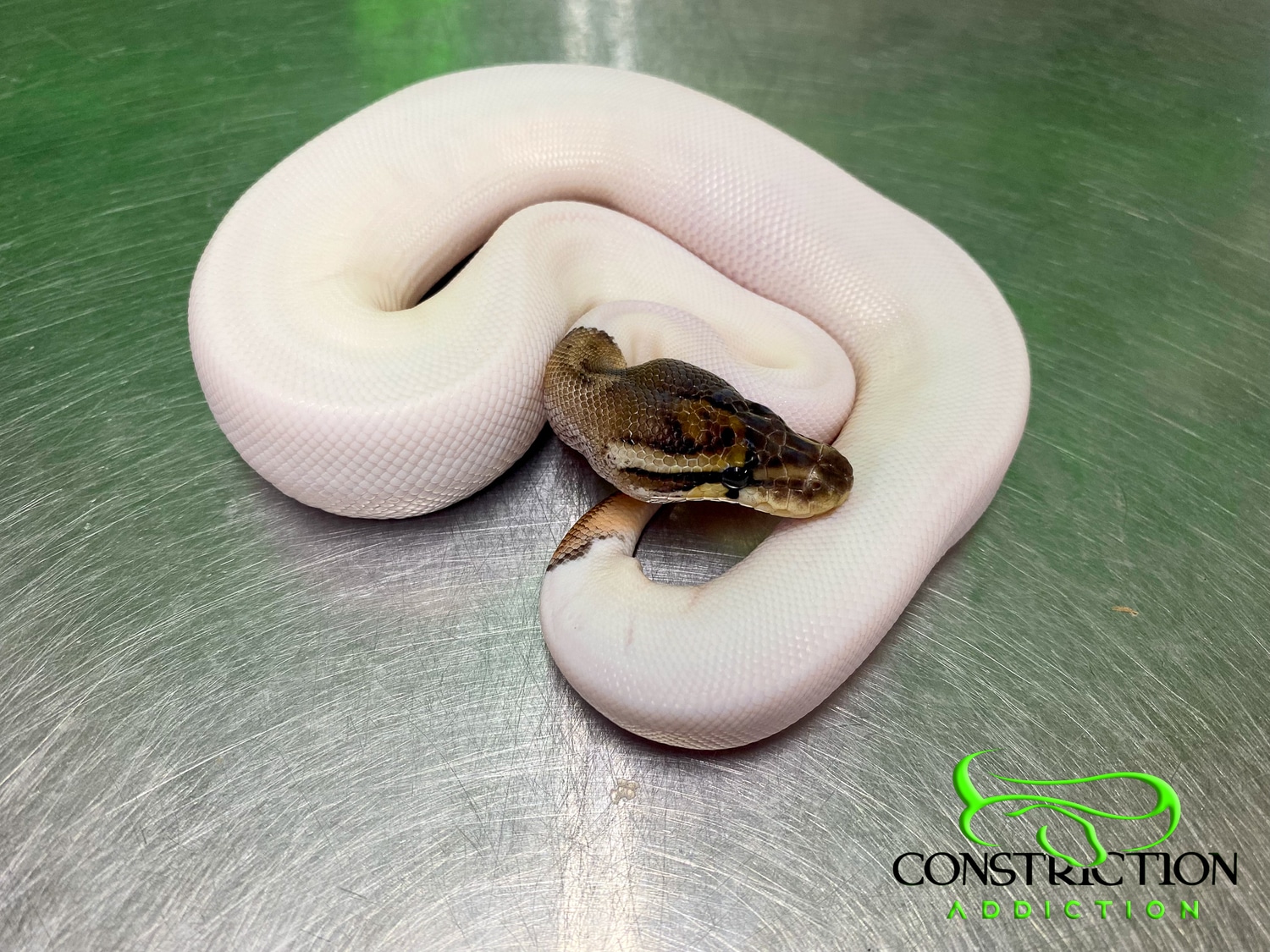 Black Pastel Pied Ball Python by Constriction Addiction - MorphMarket