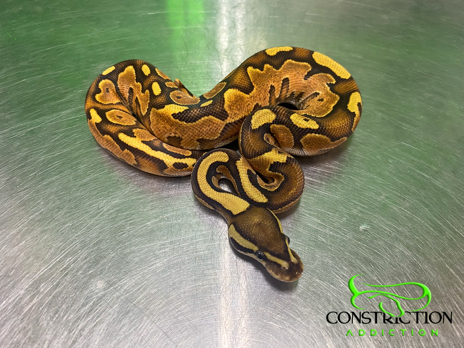 Enchi Fire Cinnamon Het Pied Ball Python by Constriction Addiction ...