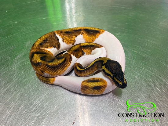 Calico Pied Ball Python by Constriction Addiction