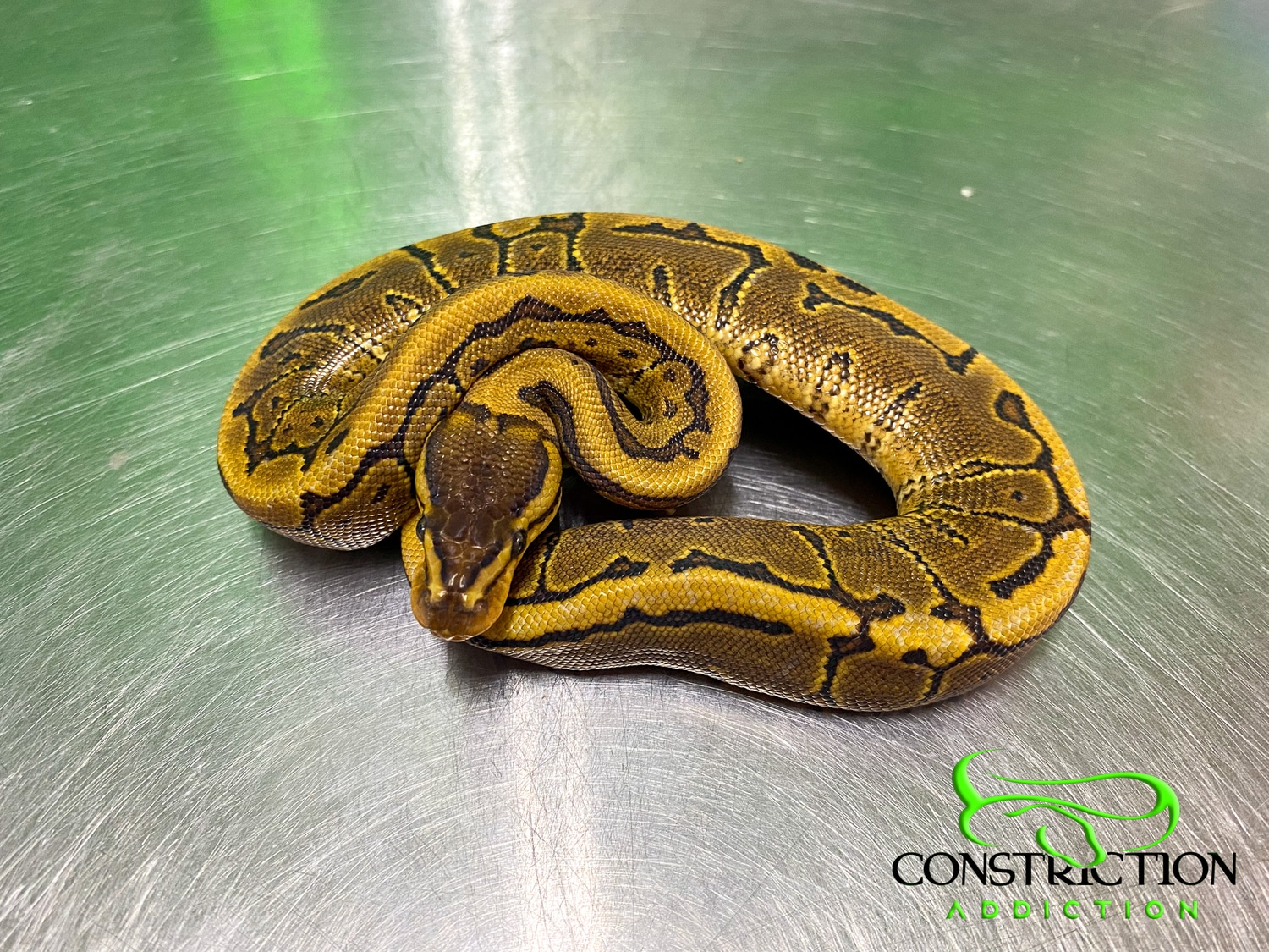 Pinstripe Yellowbelly Het Ultramel Ball Python by Constriction ...