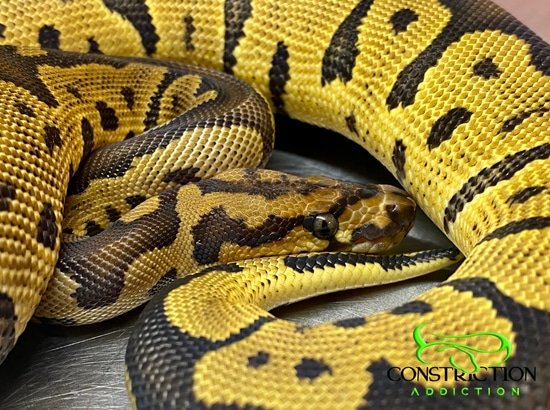 Acid Clown Ball Python by Constriction Addiction