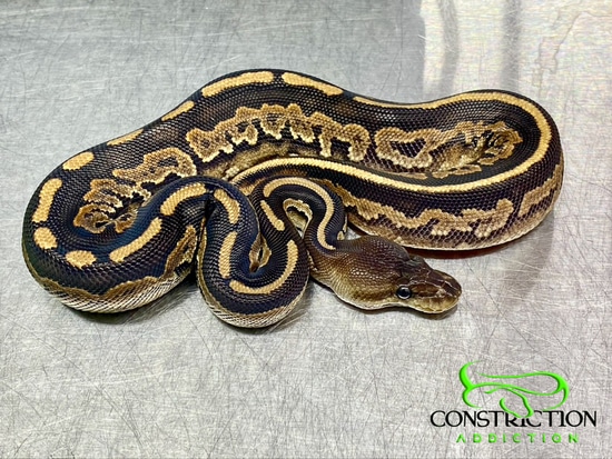 Mahogany Cinnamon Het Pied Ball Python by Constriction Addiction