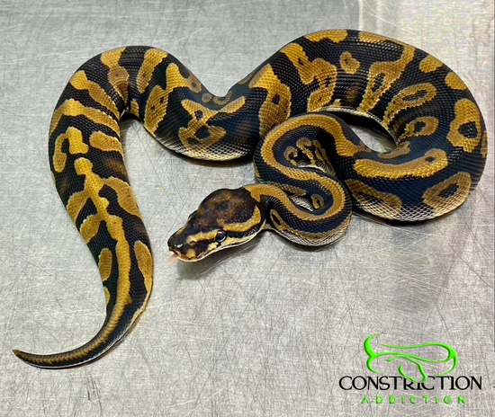 Acid Het Clown Ball Python by Constriction Addiction