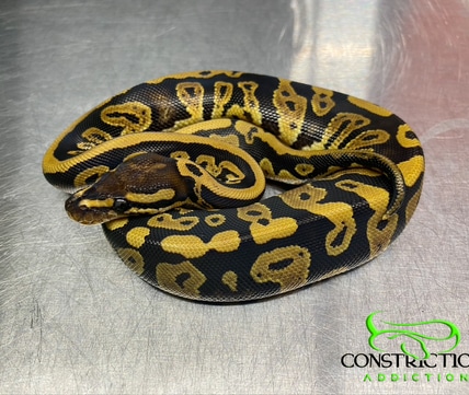 Hypo Black Pastel Leopard %100 Het Clown %100 Het Ultramel Ball Python ...