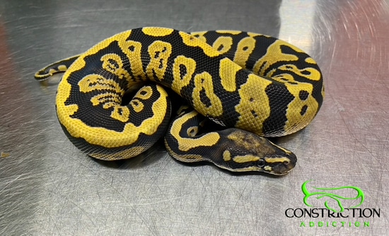 Acid Desert Ghost Ball Python by Constriction Addiction