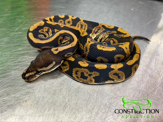 Black Pastel Acid Het Clown Ball Python by Constriction Addiction