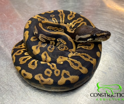 Hypo Black Pastel Leopard %100 Het Clown %100 Het Ultramel Ball Python ...