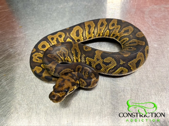 Acid Clown Ball Python by Constriction Addiction