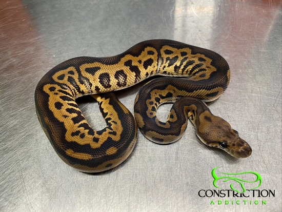 Black Pastel Leopard Clown Ball Python by Constriction Addiction