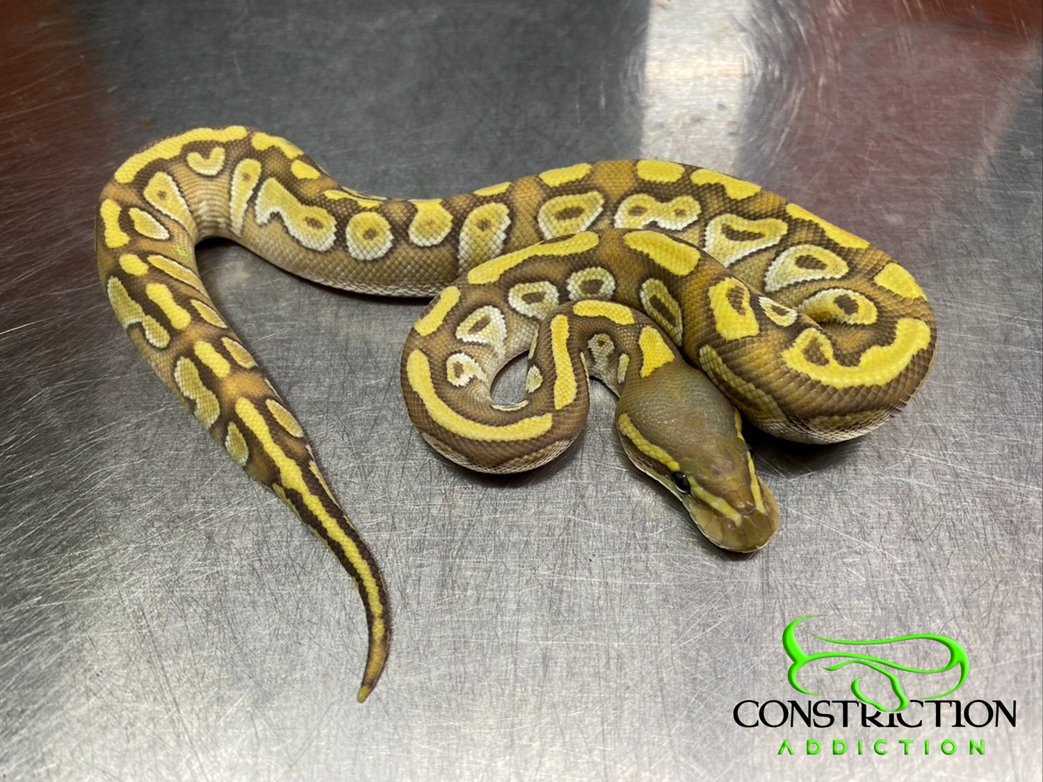 Hypo Mojave Enchi 66% Het Clown Ball Python by Constriction Addiction ...