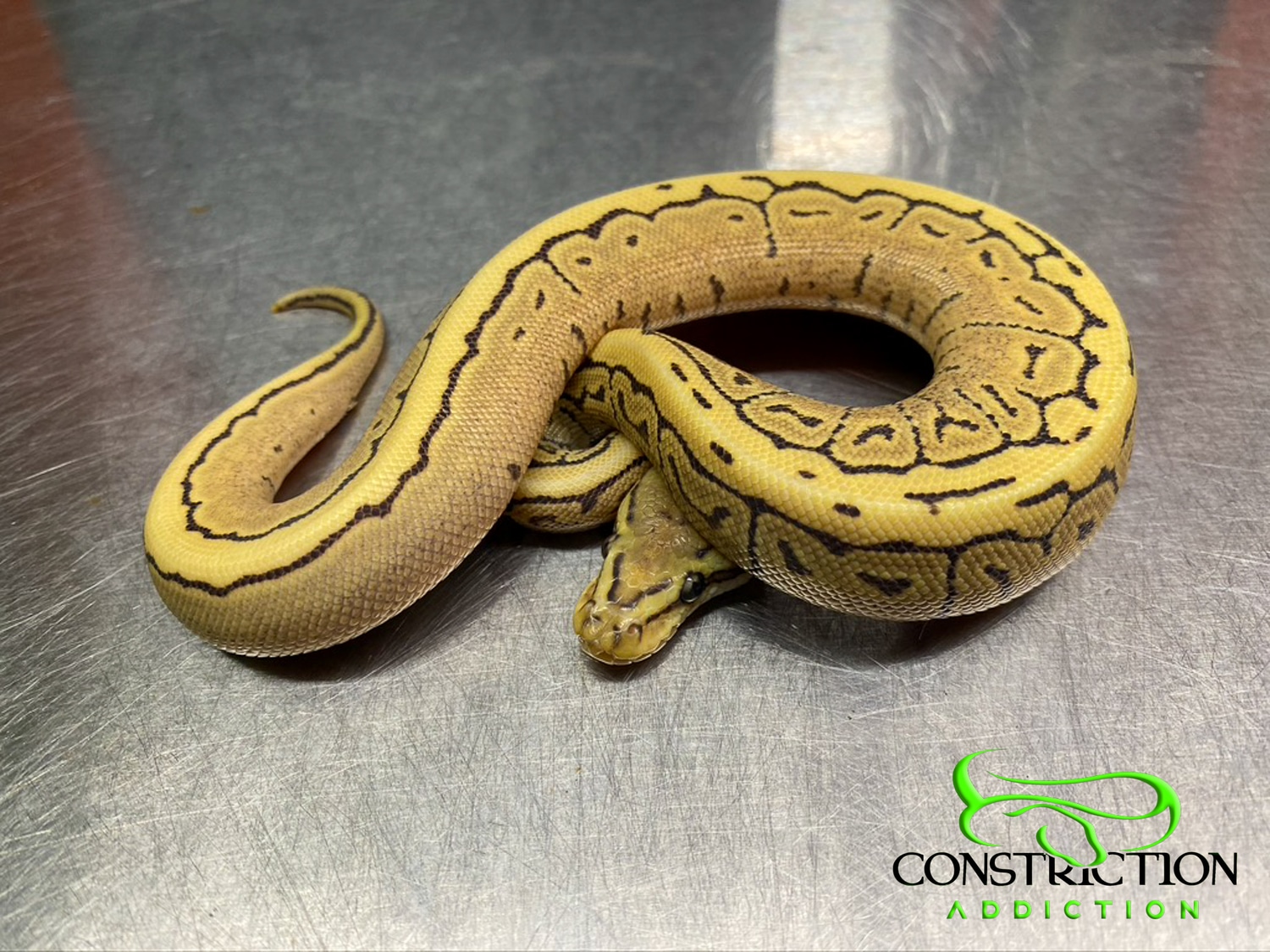 Desert Ghost Pinstripe 50% Het Pied Ball Python by Constriction ...