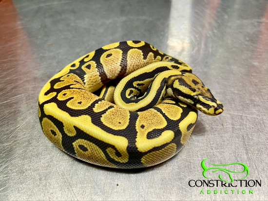 Spotnose Desert Ghost 50% Het Pied Ball Python by Constriction Addiction