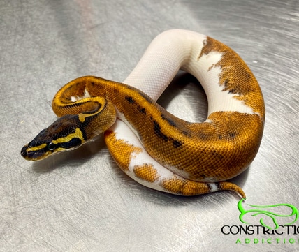 Hypo Black Pastel Leopard %66 Het Clown %66 Het Ultramel Ball Python by ...