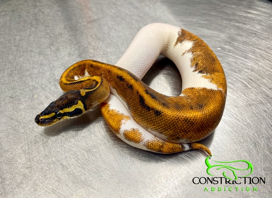 Calico Pied Het Hypo Ball Python by Constriction Addiction