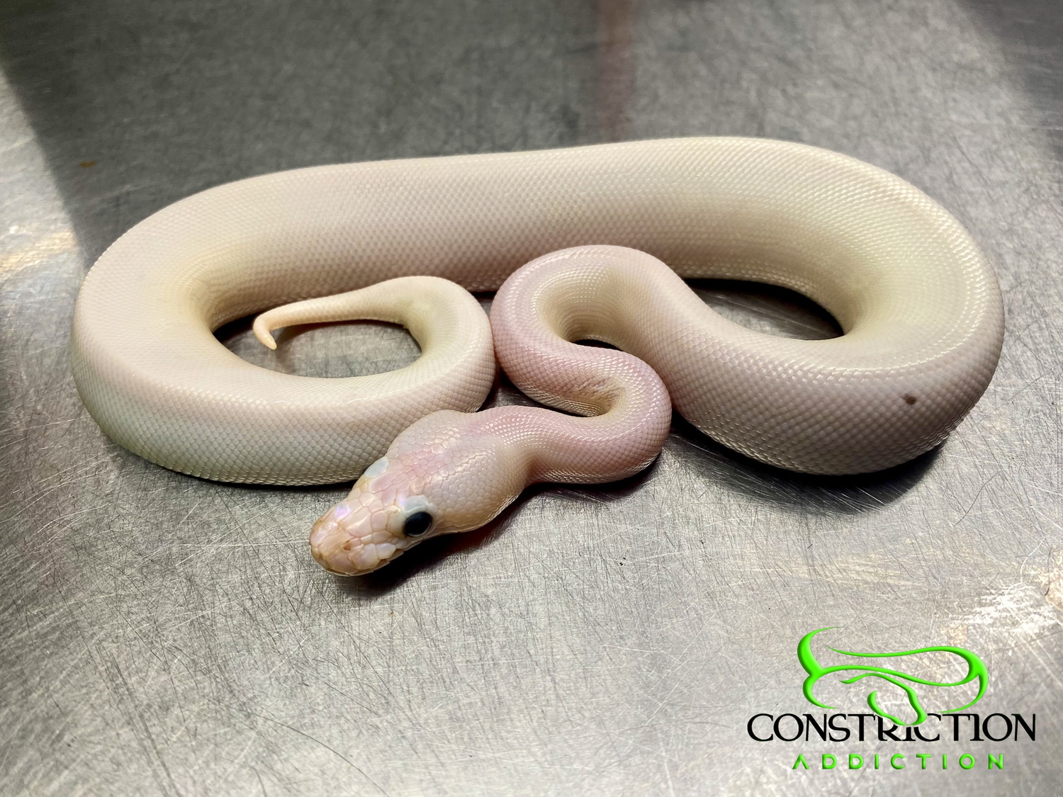Spotnose Pied Het Desert Ghost Ball Python by Constriction Addiction ...