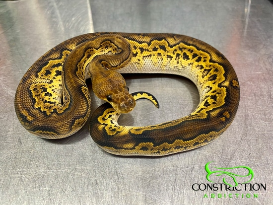 Blackhead Clown Ball Python by Constriction Addiction