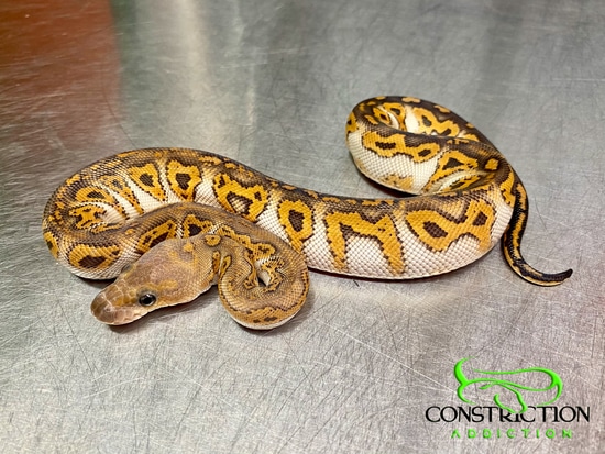 Black Pastel Mystic Clown Het Axanthic Ball Python by Constriction ...