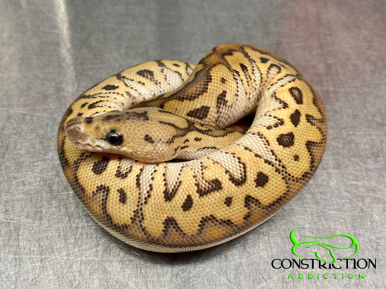 Black Pastel Spotnose Mystic Clown Ball Python by Constriction ...
