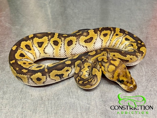 Spotnose Mystic Clown Het Axanthic Vpi Ball Python by Constriction ...