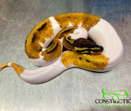 Hypo Black Pastel Leopard %100 Het Clown %100 Het Ultramel Ball Python ...