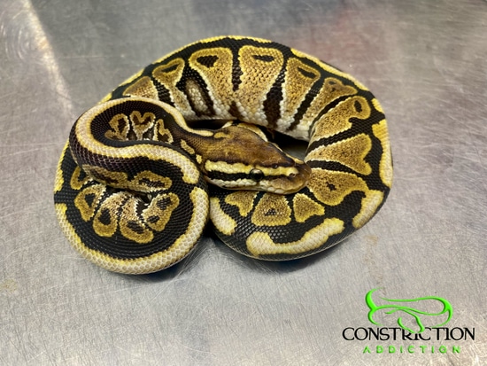 Redhead Spotnose Het Clown Ball Python by Constriction Addiction