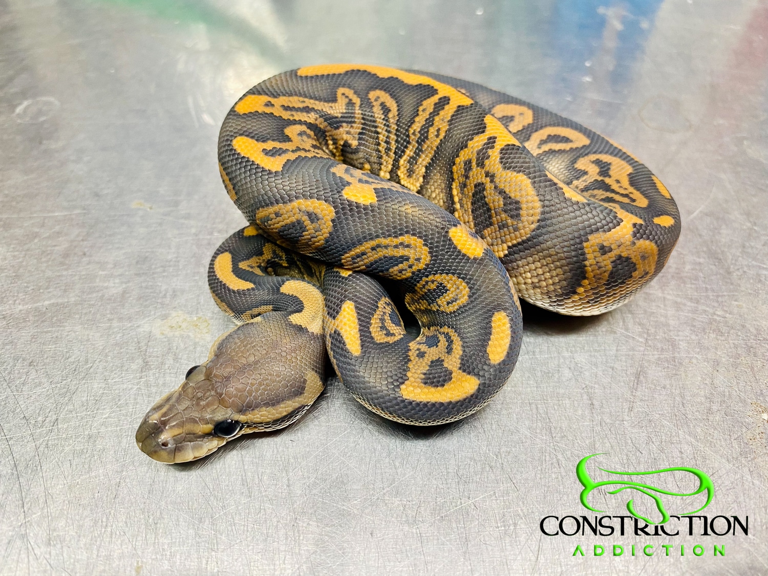 Hypo Black Pastel Leopard %66 Het Clown %66 Het Ultramel Ball Python by ...