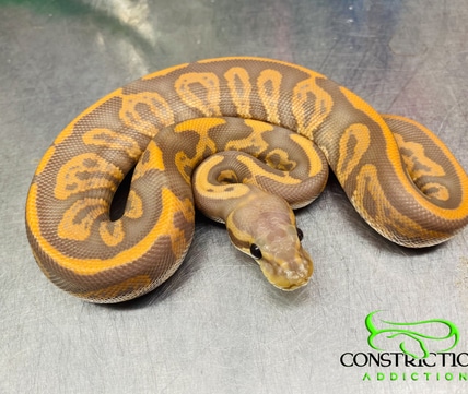 Hypo Black Pastel Leopard %100 Het Clown %100 Het Ultramel Ball Python ...