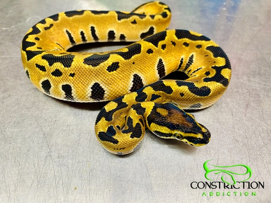 Super Mario %66 Het Clown %66 Het Desert Ghost Ball Python by ...