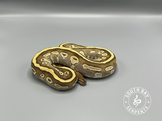 RTB Lesser Triple Het Clown Pied Albino Ball Python by South Bay Serpents