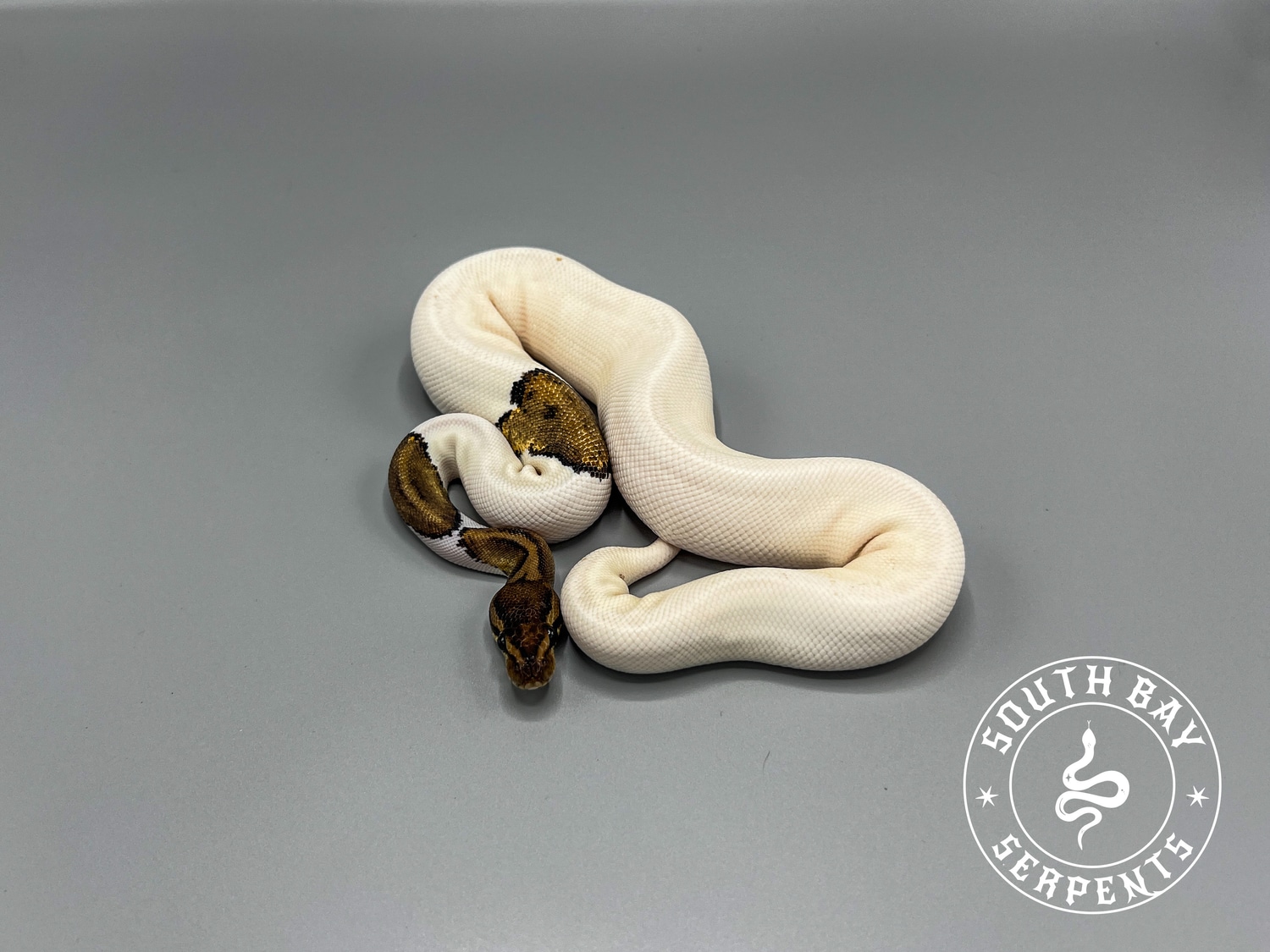 Mahogany Pied Ball Python by South Bay Serpents - MorphMarket
