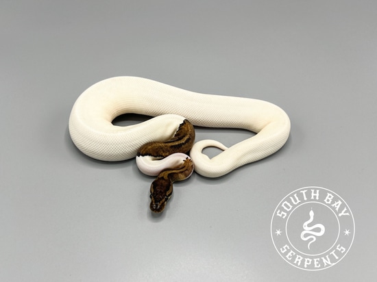 Mahogany Pied Ball Python by South Bay Serpents
