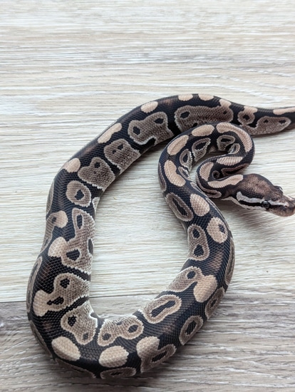 VPI Axanthic 100% Het Hypo/OG Ball Python by Constrictly Business