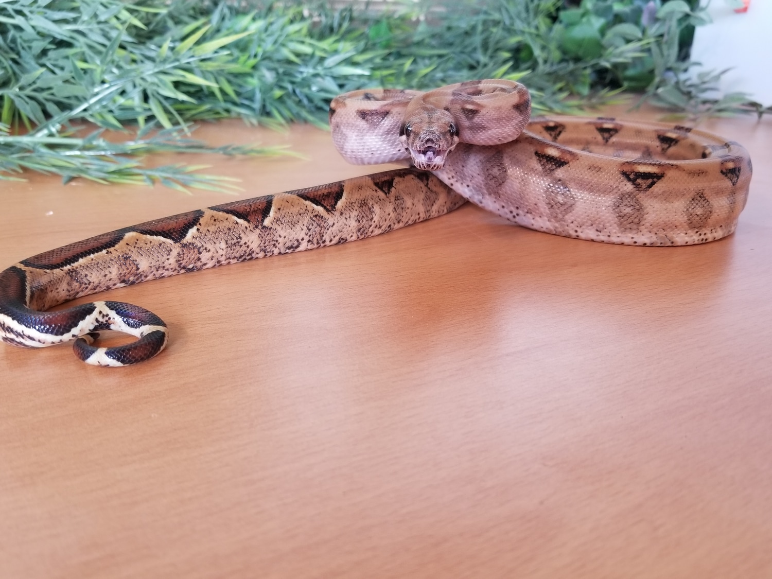 Blood 66% Het Red Dragon Boa Constrictor by Constrictor Capital ...