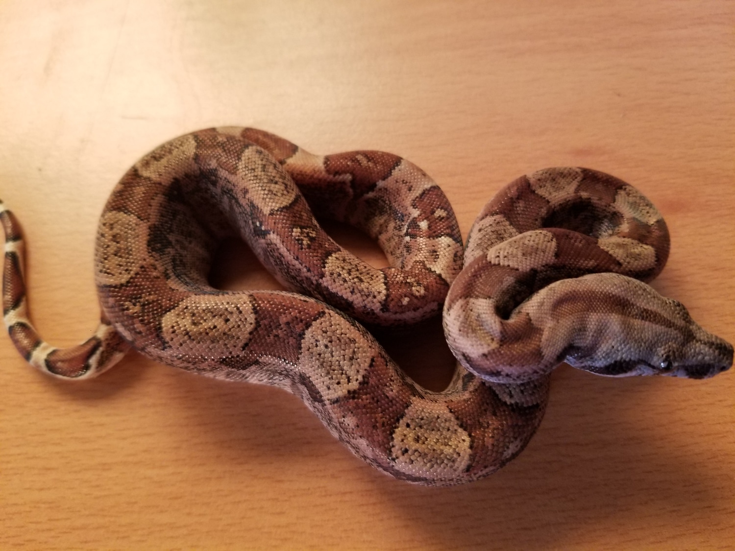Hypo Img 66% Het Sun Dragon Boa Constrictor by Constrictor Capital ...