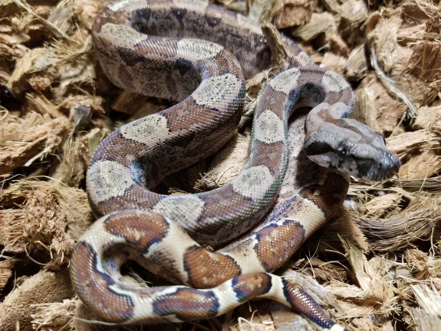 Hypo Img 66% Het Sun Dragon Boa Constrictor by Constrictor Capital ...