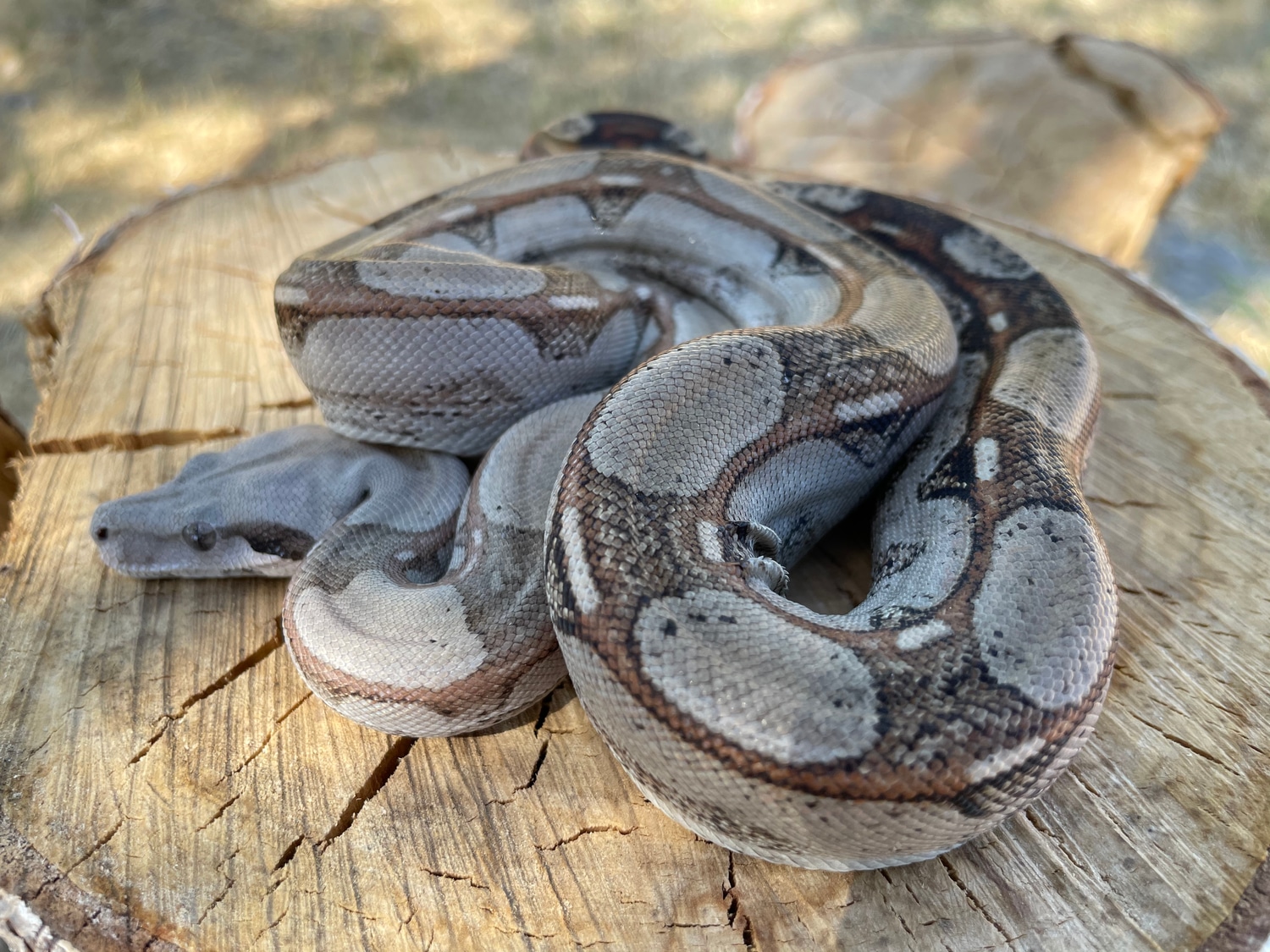 Key West Het VPI | Looking Amazing Boa Constrictor by Constrictor ...