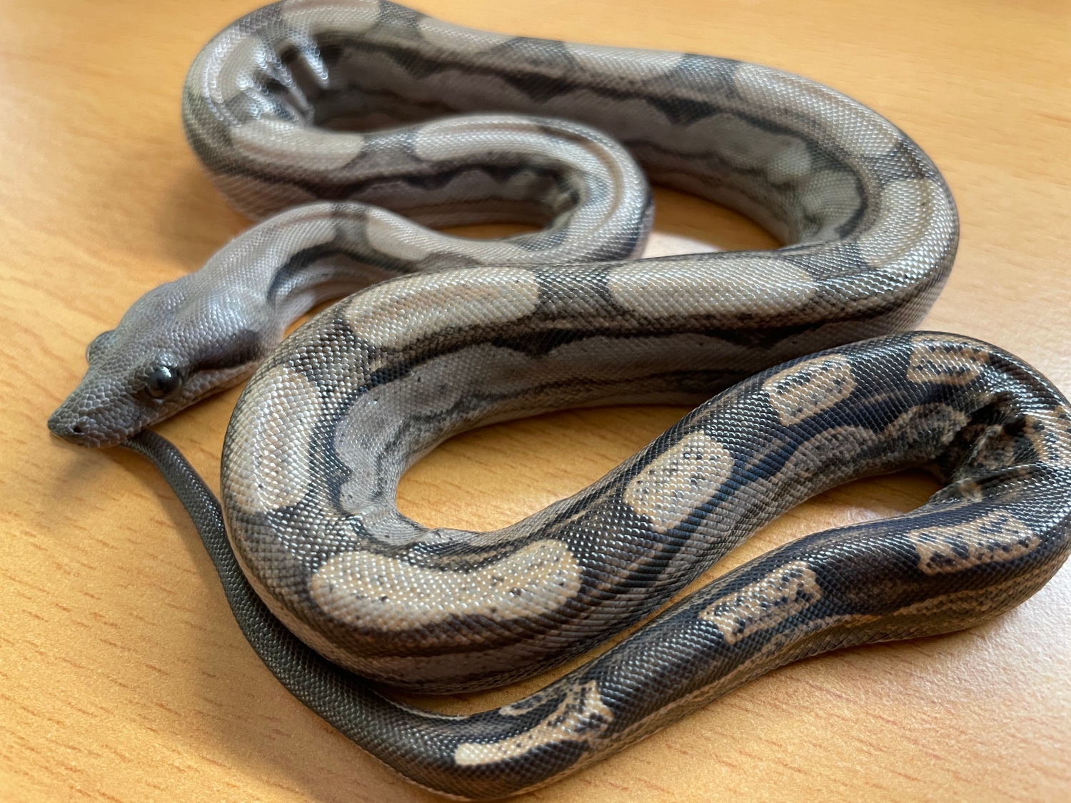 Blood Motley 66% Het Red Dragon Boa Constrictor by Constrictor Capital ...