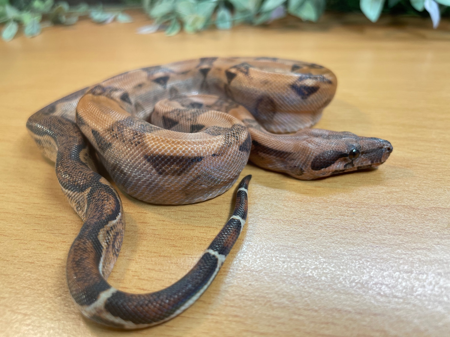 Blood 66% Het Red Dragon Boa Constrictor by Constrictor Capital ...