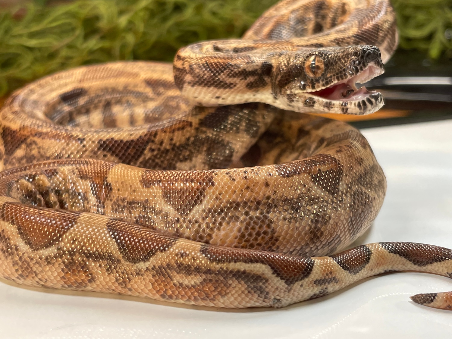 (27% OFF LISTING SALE) HYPO IMG 66% Het Sun Dragon Boa Constrictor by ...