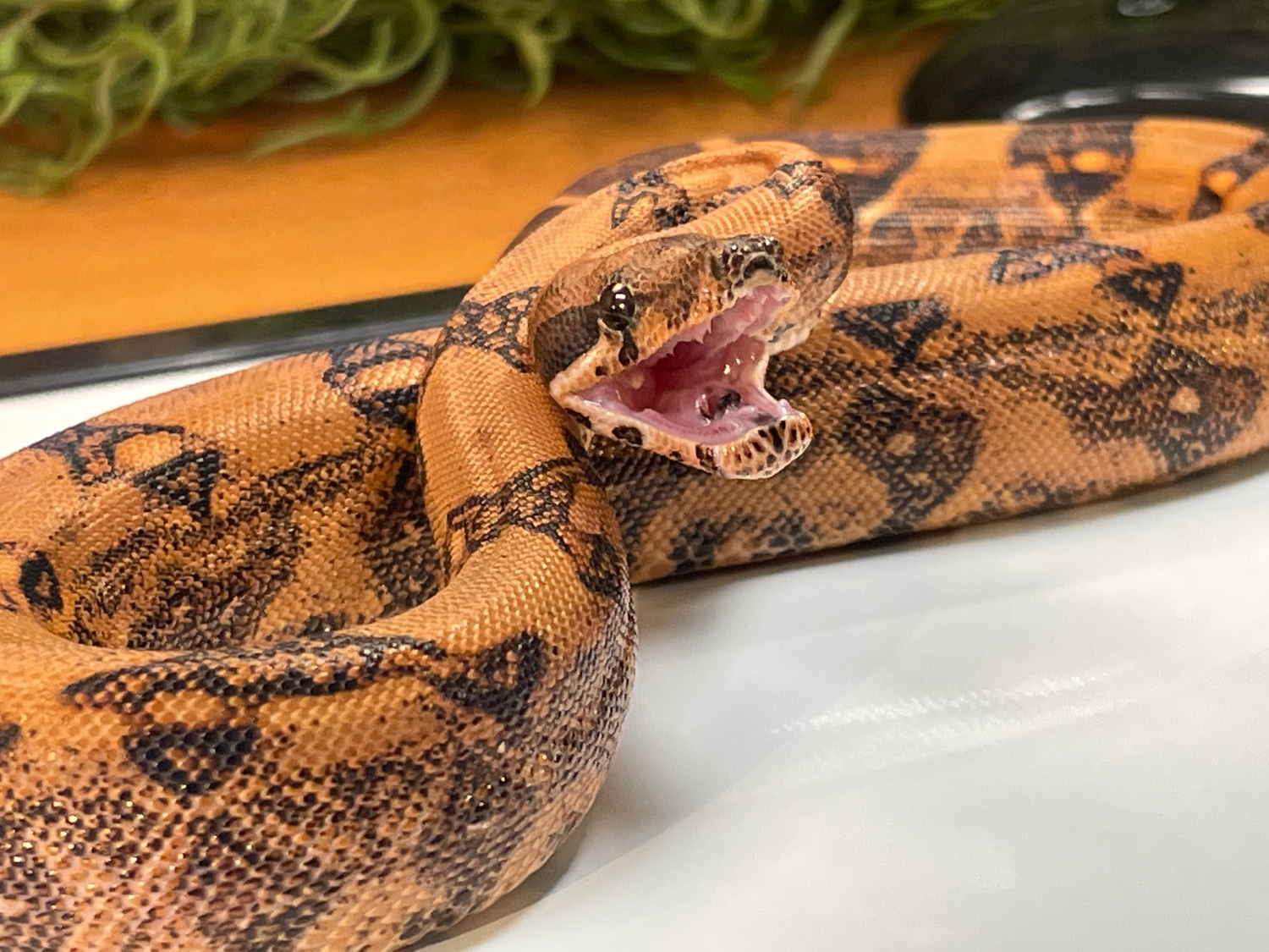 IMG Blood (RARE OPPORTUNITY) Boa Constrictor by Constrictor Capital ...