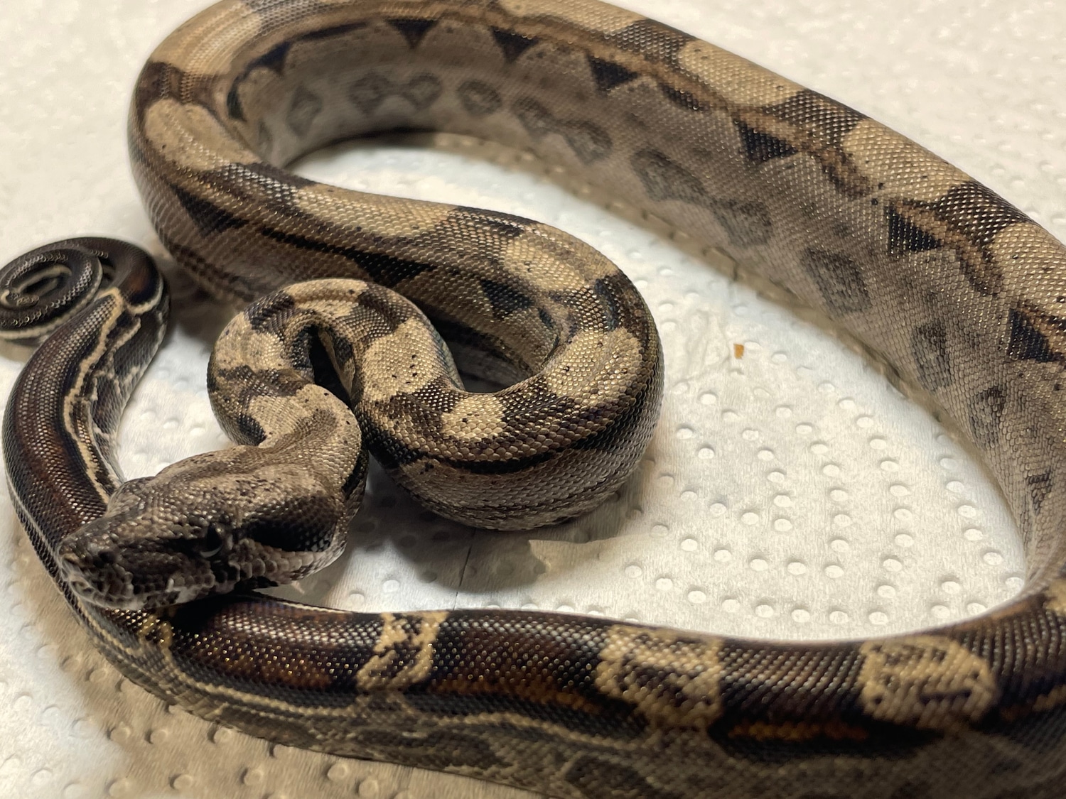Motley 66% Het Red Dragon Boa Constrictor by Constrictor Capital ...